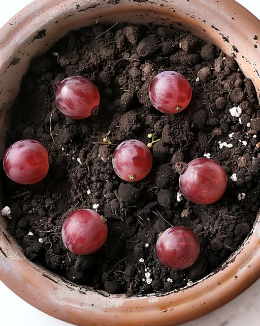 How to grow grapes from grapes in a container. Here’s the step-by-step ...